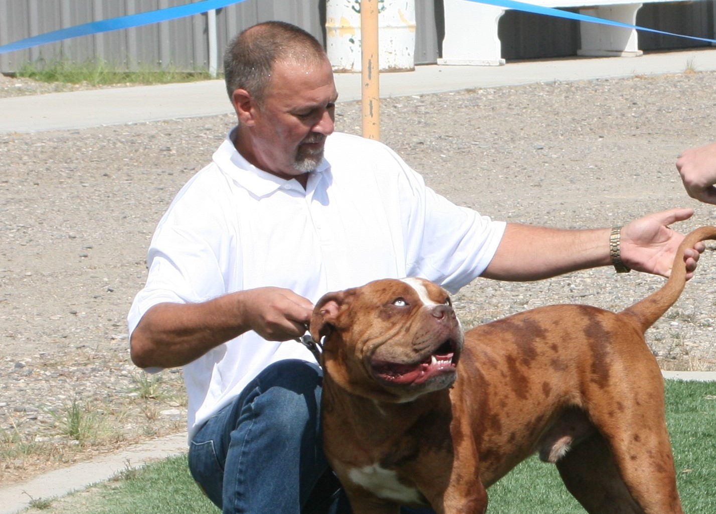 Cove Creek Alapahas - Alapaha Blue-Blood Bulldog Association