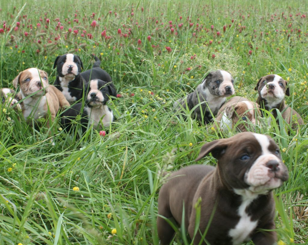 Cove Creek Alapahas - Alapaha Blue-Blood Bulldog Association