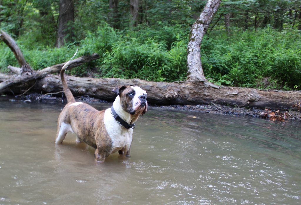 Cove Creek Alapahas - Alapaha Blue-Blood Bulldog Association